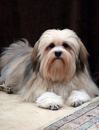 Lowchen Gallery - Paceaway